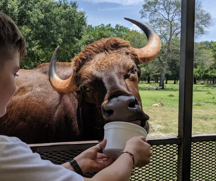 Go on a Safari in Alvin, Texas... at the Bayou Wildlife Zoo ...