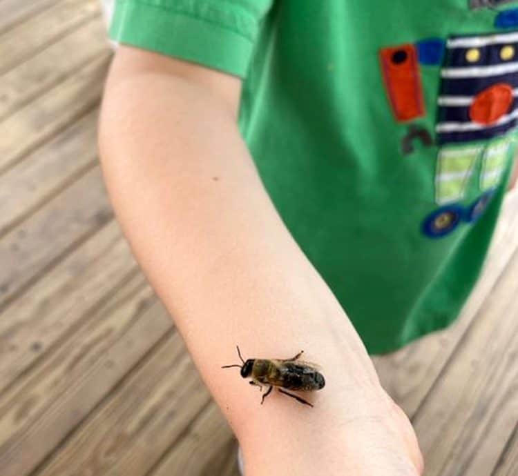BeeWeaver: Learn honey bee biology & steps to work a hive – JillBJarvis.com