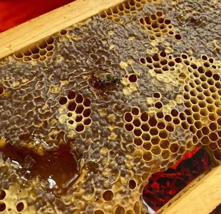 BeeWeaver: Learn honey bee biology & steps to work a hive – JillBJarvis.com