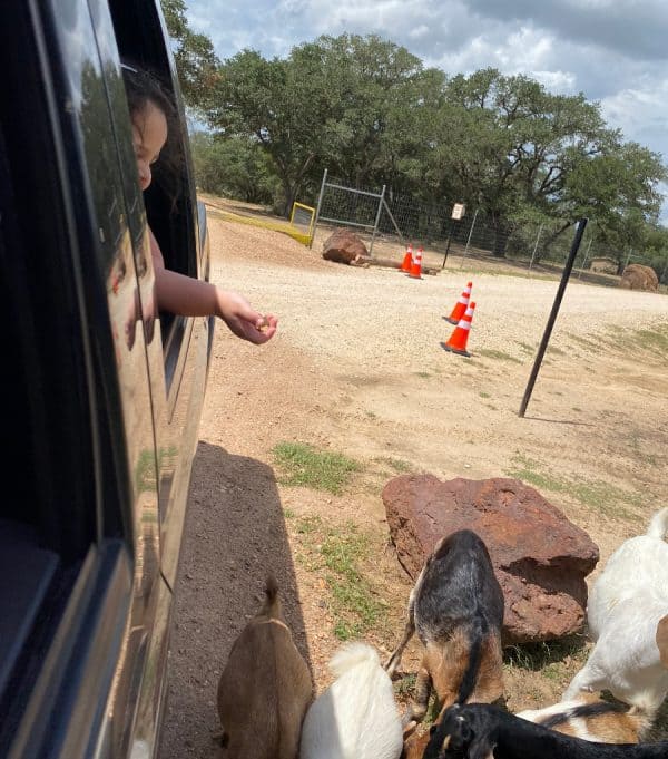 Explorers Wanted at Hatari Wildlife Park! – JillBJarvis.com