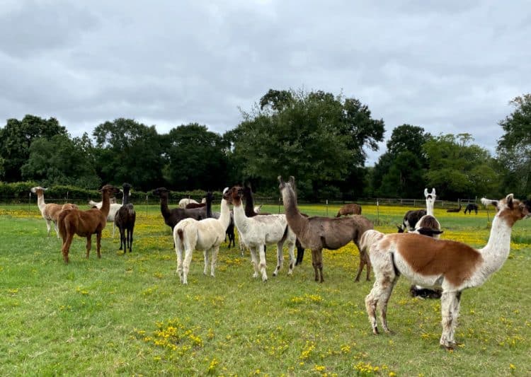 Figment Ranch...Meet the Llamas! – JillBJarvis.com