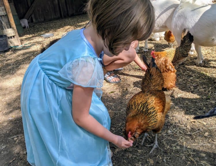 Meet All the Animals at The Good Vibe Farm – JillBJarvis.com