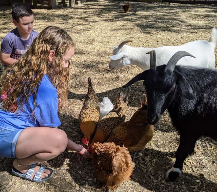 Meet All the Animals at The Good Vibe Farm – JillBJarvis.com