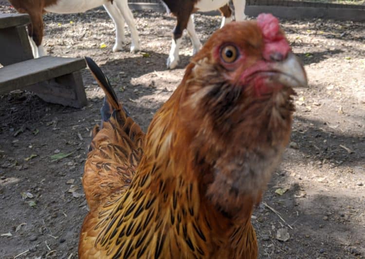 Meet All the Animals at The Good Vibe Farm – JillBJarvis.com