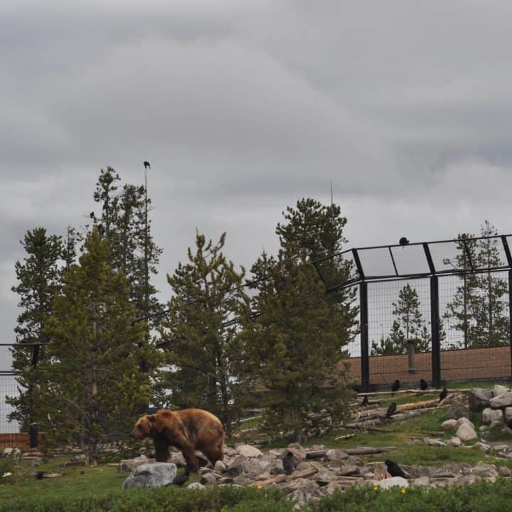 Things to do in and around Bozeman, Montana {& Yellowstone National ...