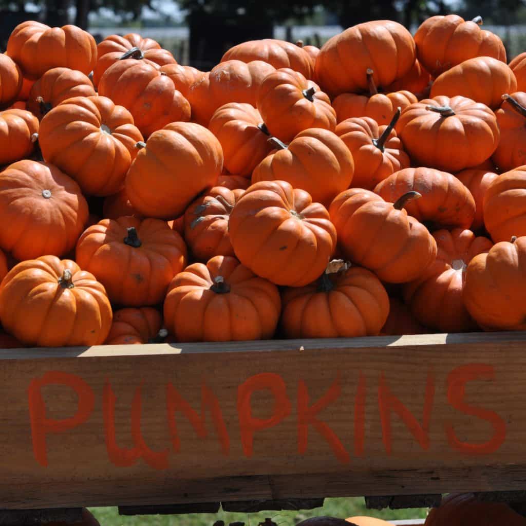 Houston Area Fall Farms, Pumpkin Patches and Festivals – JillBJarvis.com